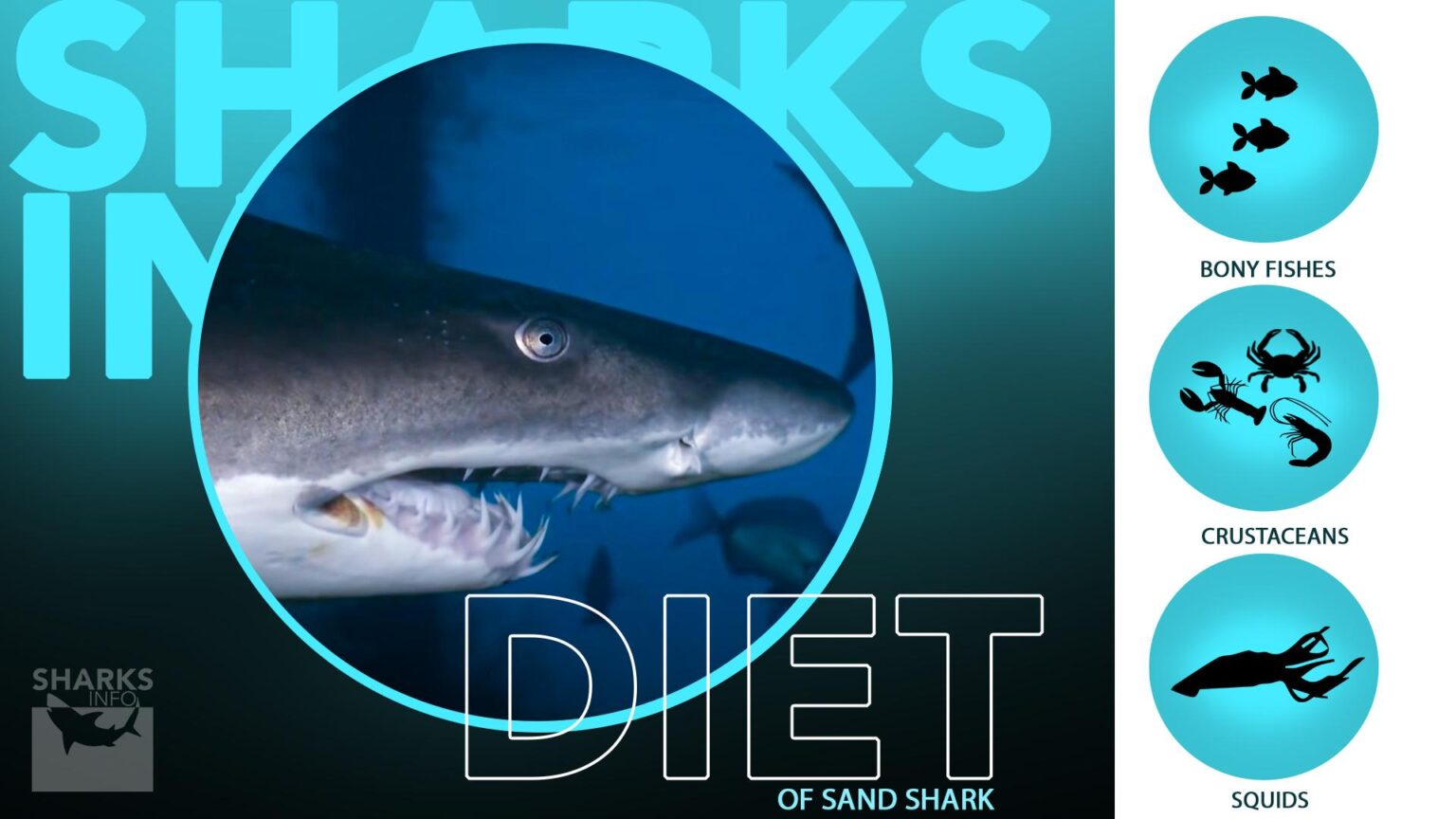 The Sand Shark – Species Profile – sharksinfo.com