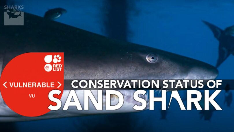 The Sand Shark – Species Profile – sharksinfo.com