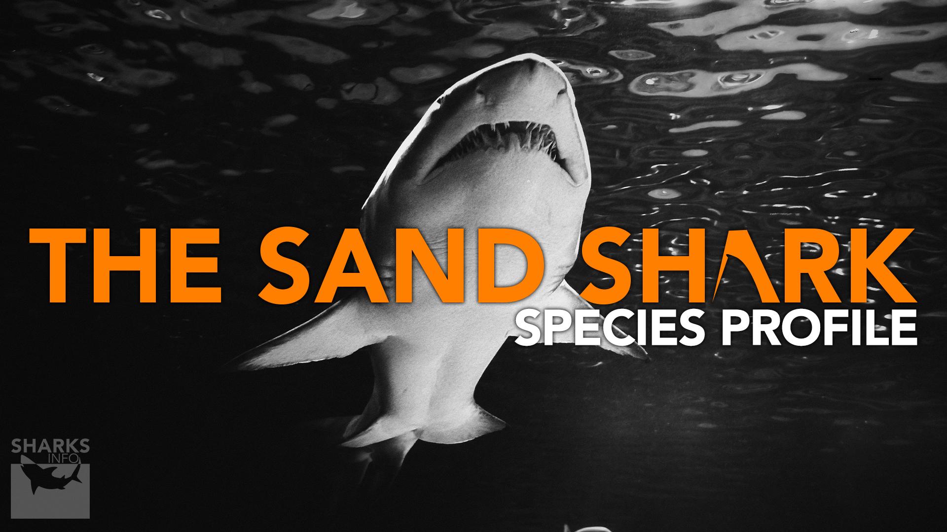 The Sand Shark – Species Profile – sharksinfo.com