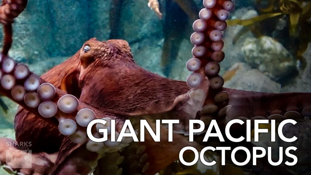 What Are Some Of The Largest Sea Creatures? – sharksinfo.com