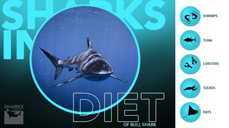 What Does A Bull Shark Eat? – sharksinfo.com