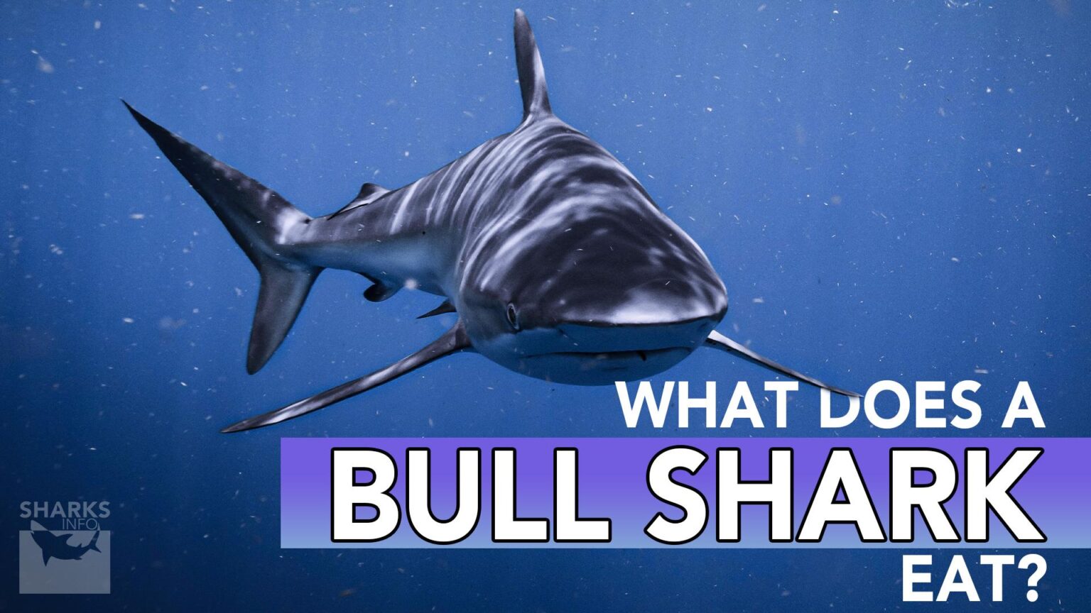 What Does A Bull Shark Eat? – sharksinfo.com