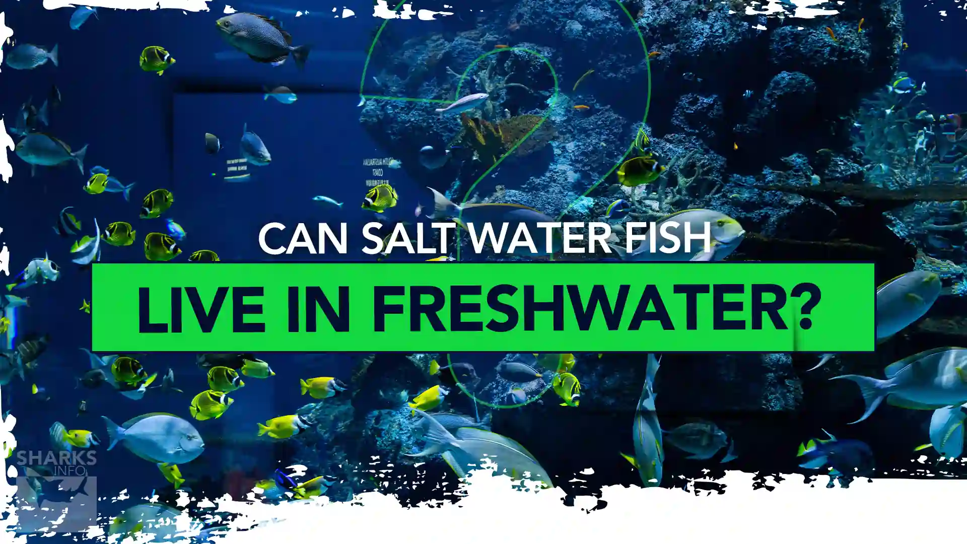 Can Salt Water Fish Live in FreshWater and Vice Versa - sharksinfo.com