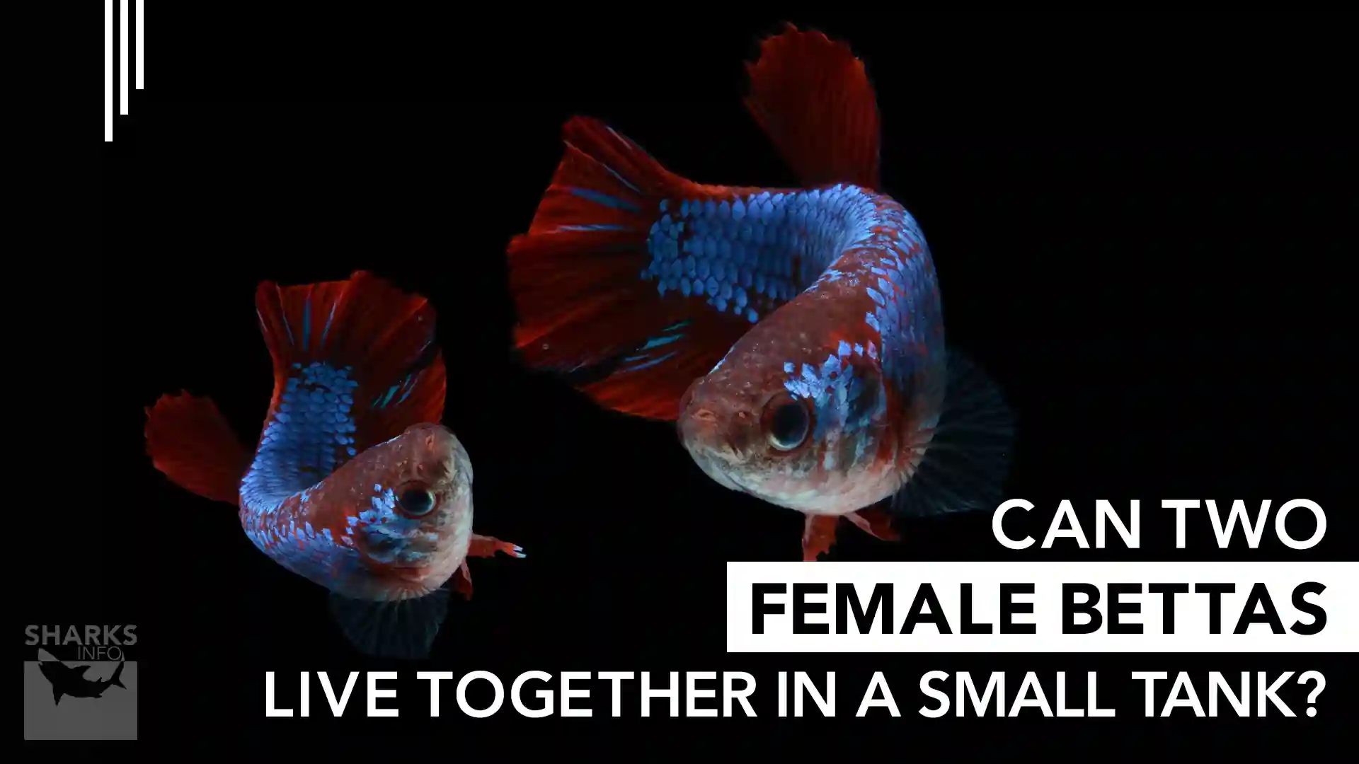 Can Two Female Bettas Live Together in a Small Tank - sharksinfo.com