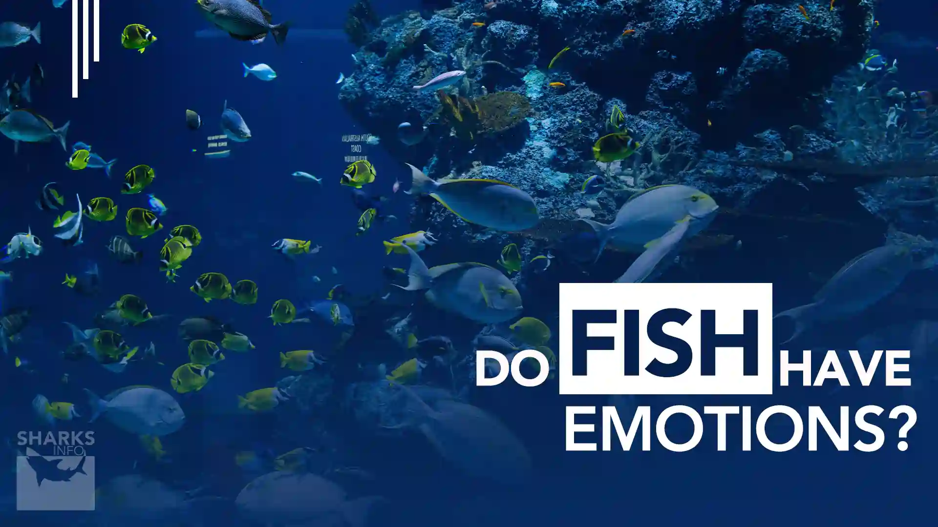 Do Fish Have Emotions - sharksinfo.com
