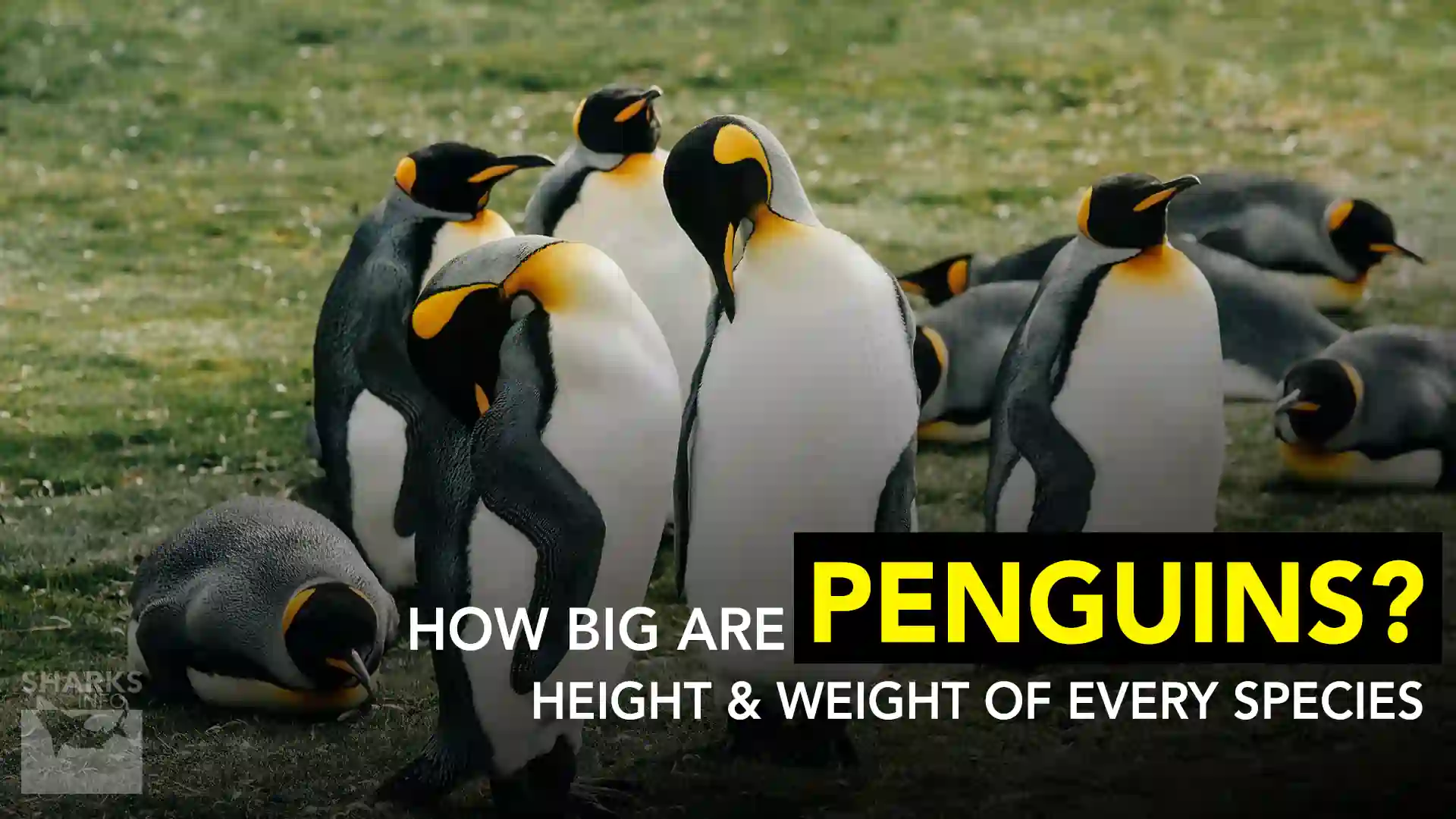 How Big Are Penguins - Height & Weight of Every Species - sharksinfo.com