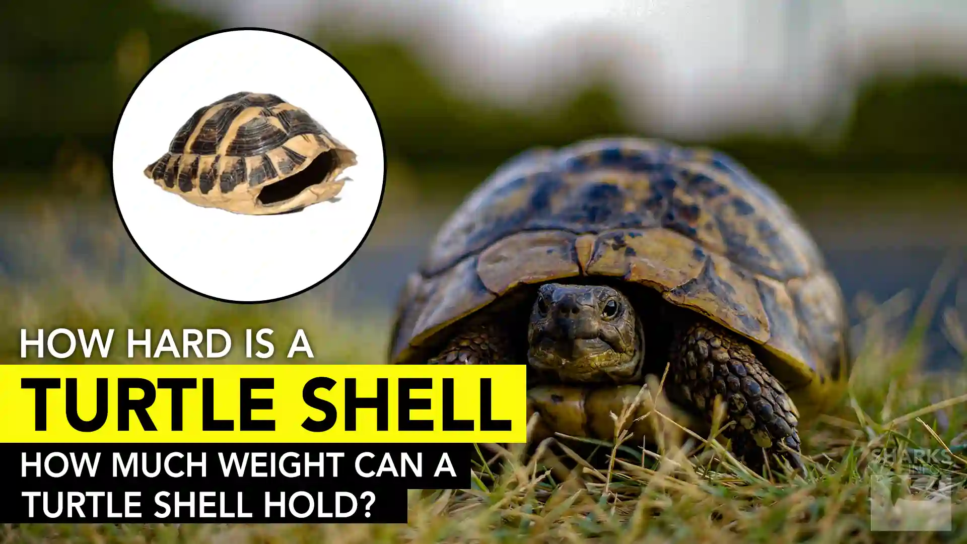 How Hard is a Turtle Shell - How Much Weight Can a Turtle Shell Hold ...