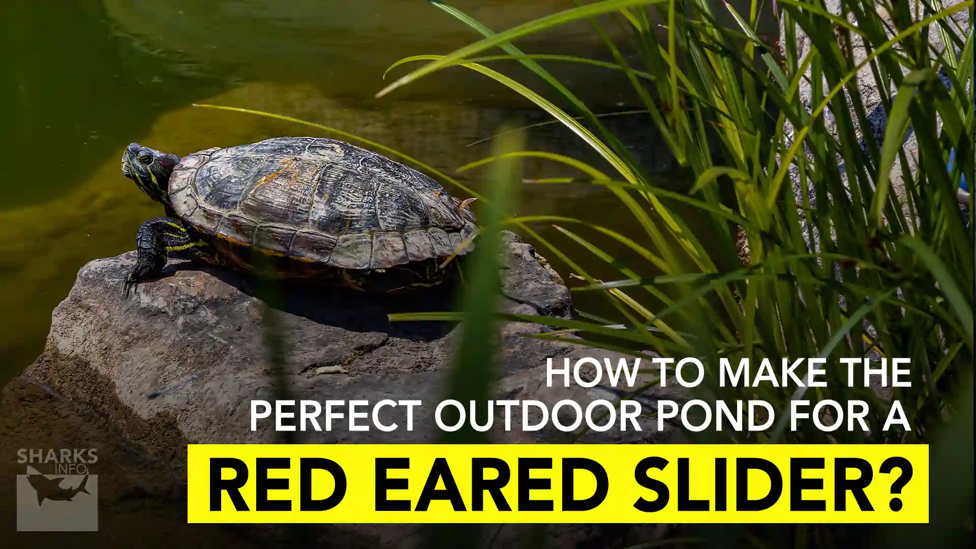 How to Make the Perfect Outdoor Pond for a Red-Eared Slider - sharksinfo.com