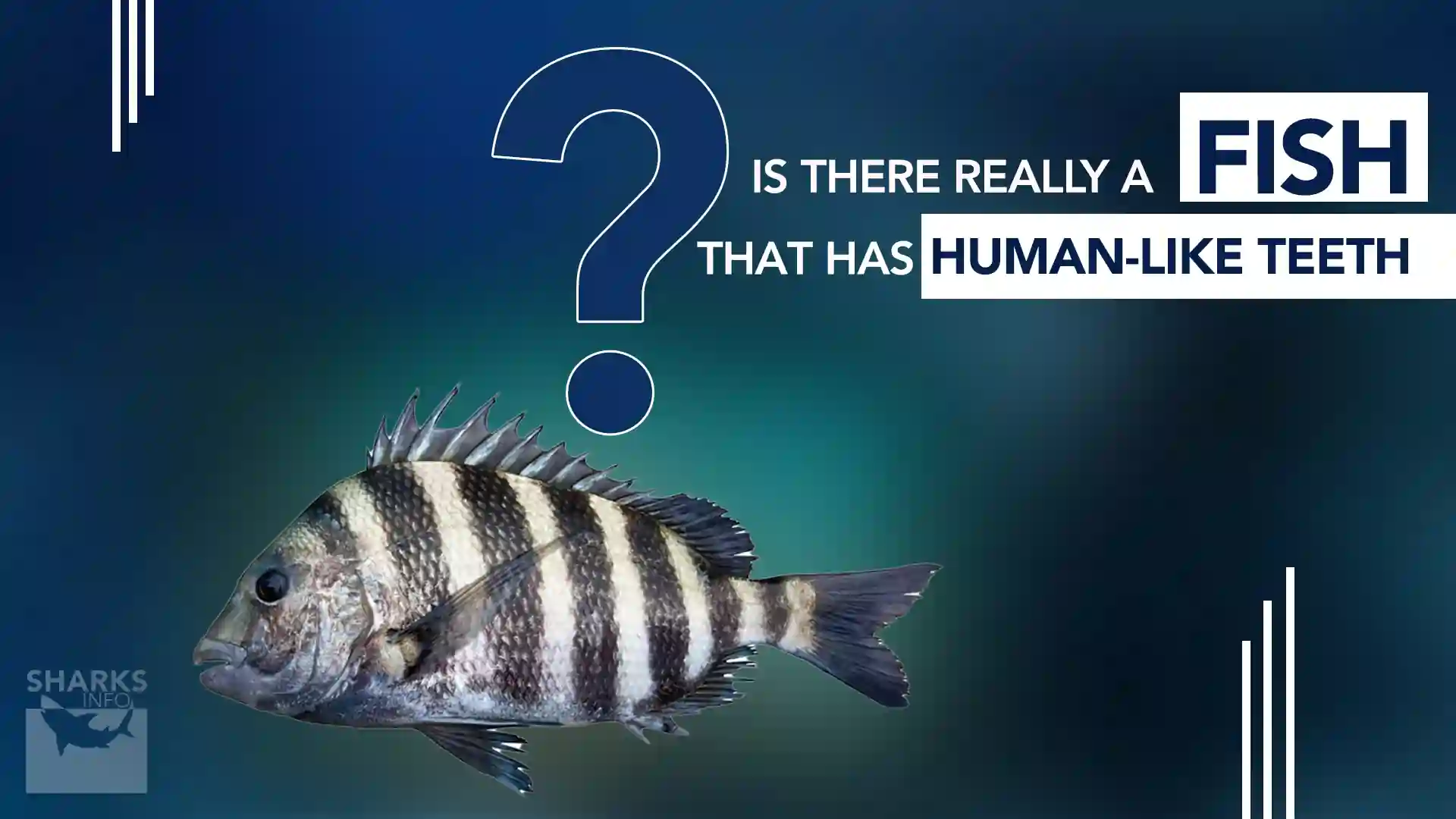 Is There Really a Fish That has Human-Like Teeth - sharksinfo.com