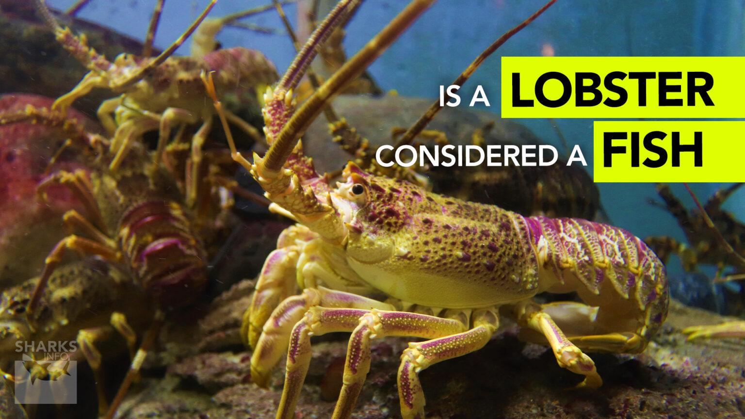 Is a Lobster Considered Fish? – sharksinfo.com