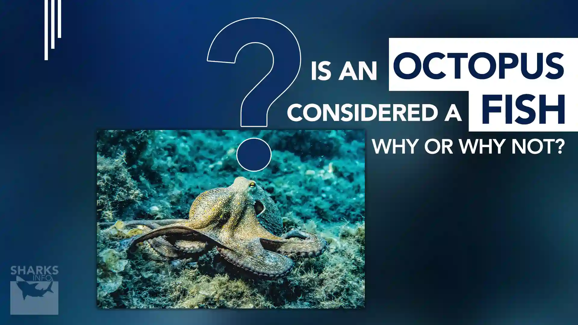 Is an Octopus Considered a Fish? Why or Why Not? - sharksinfo.com