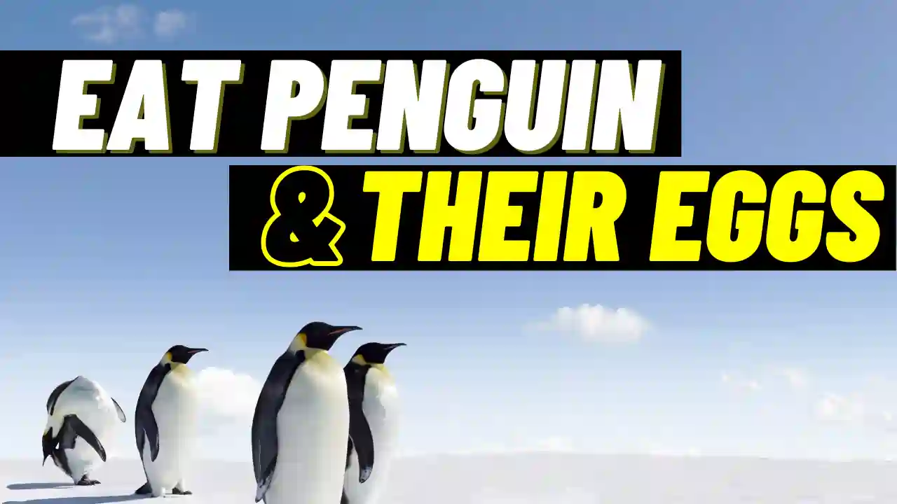 Can You Eat Penguins or Their Eggs? & What Do They Taste? - sharksinfo.com