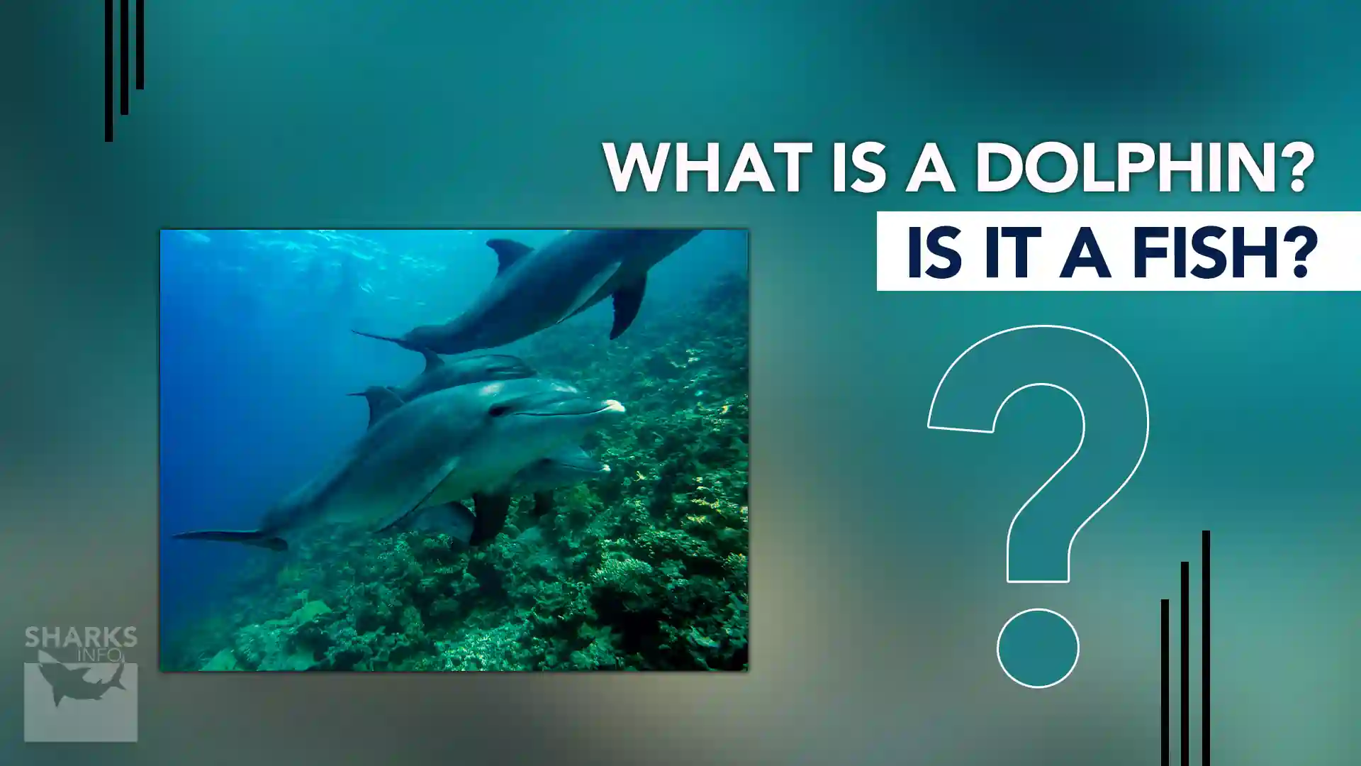 What is a Dolphin? Is it a Fish? - sharksinfo.com