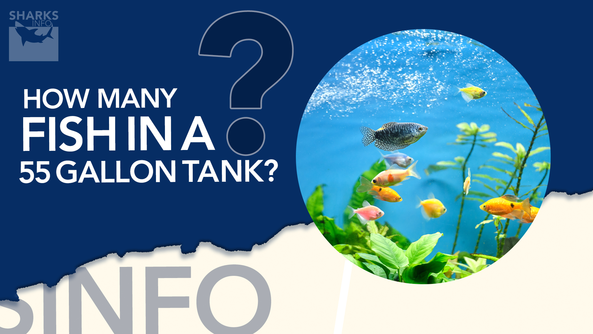 How Many Fish in a 55 Gallon Tank – sharksinfo.com