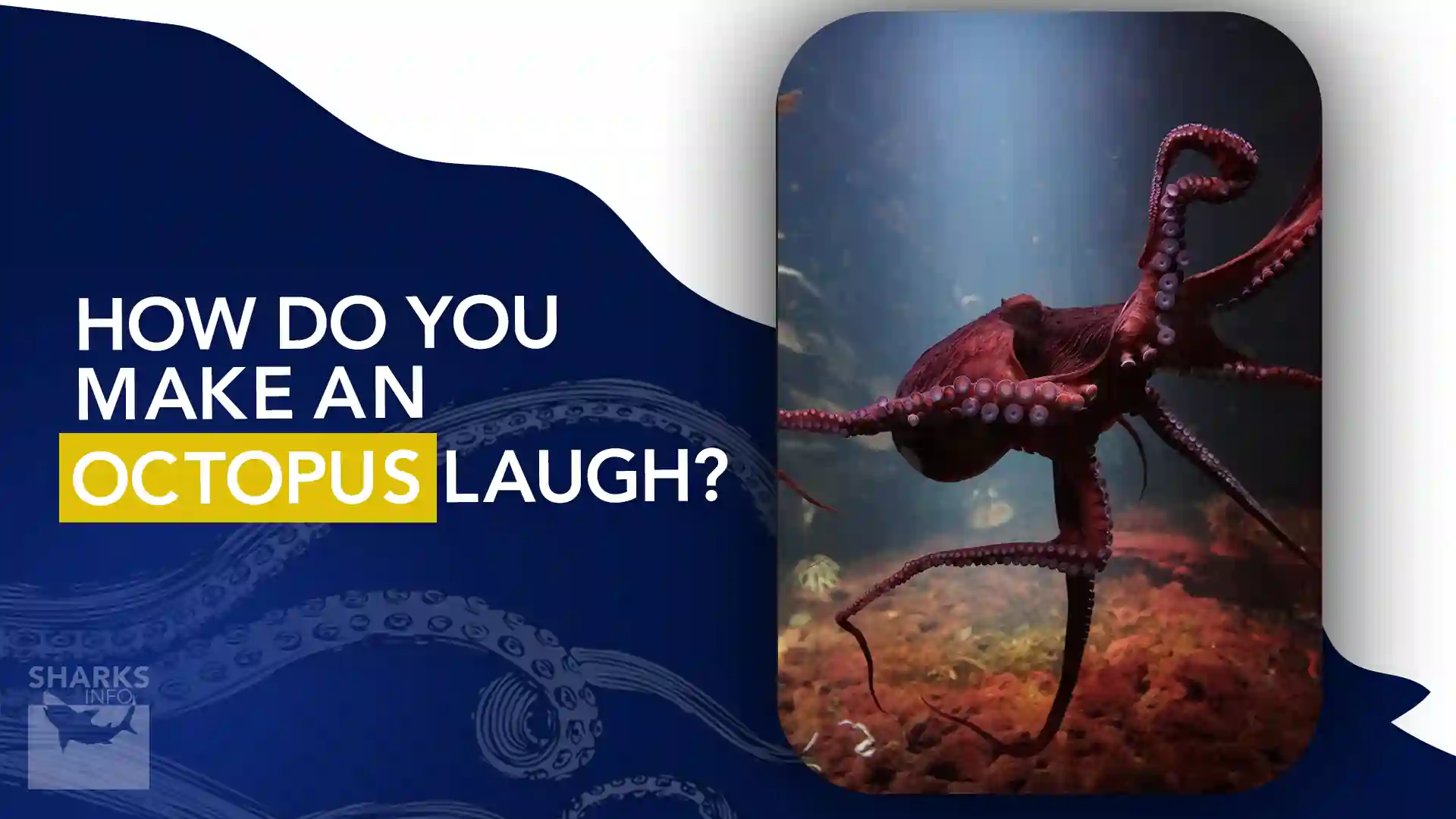 How do you Make an Octopus Laugh? - sharksinfo.com