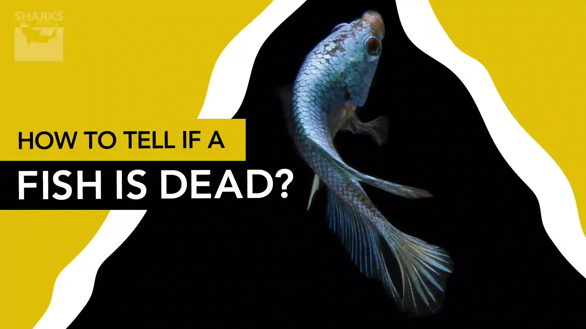 How to Tell if a Fish is Dead? - sharksinfo.com