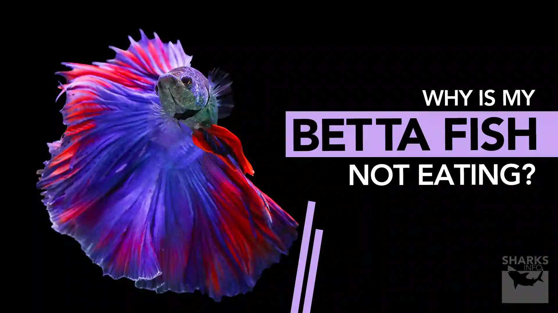 Why is my Betta Fish Not Eating? - sharksinfo.com