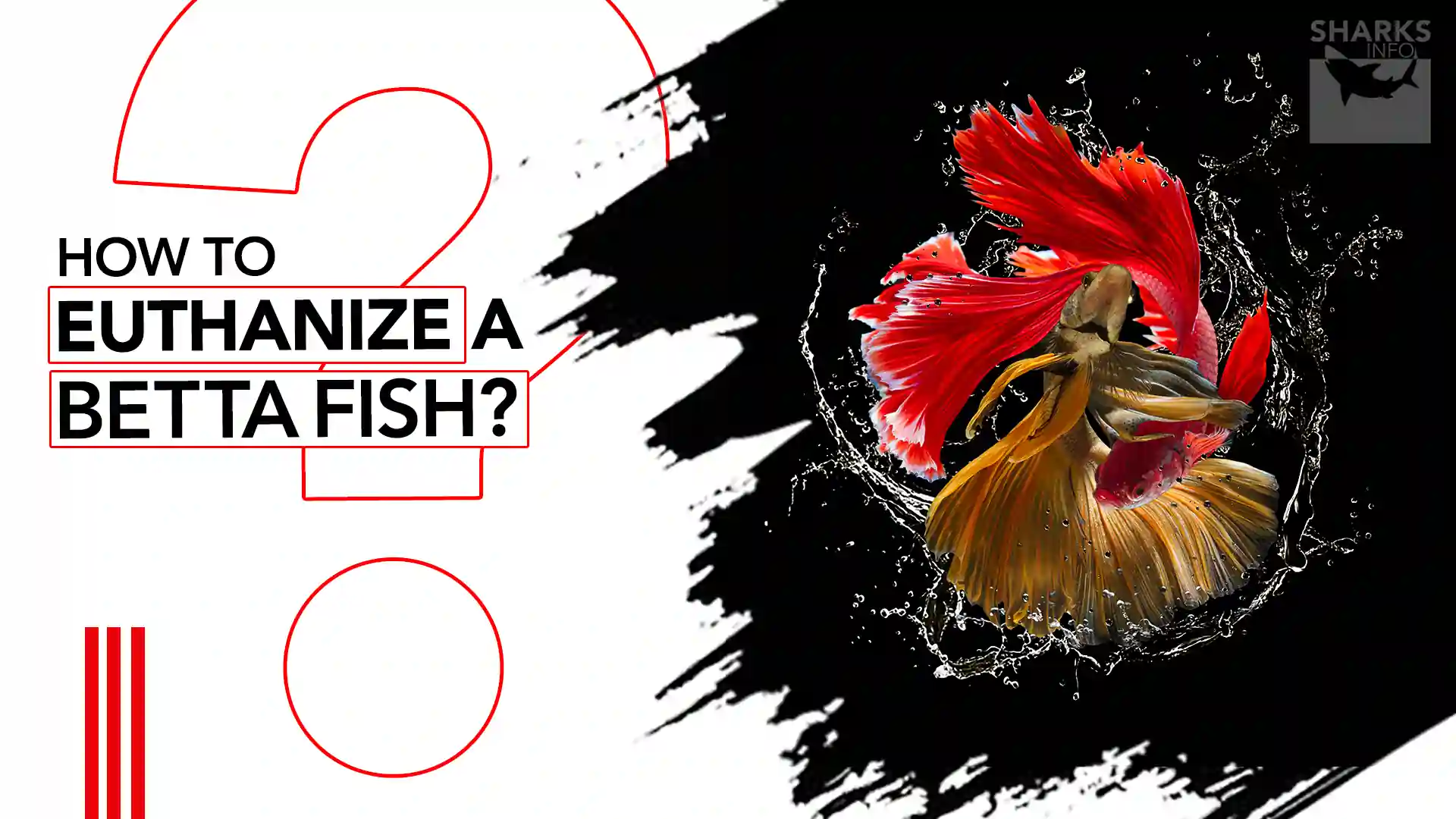 How to Euthanize a Betta Fish? - sharksinfo.com