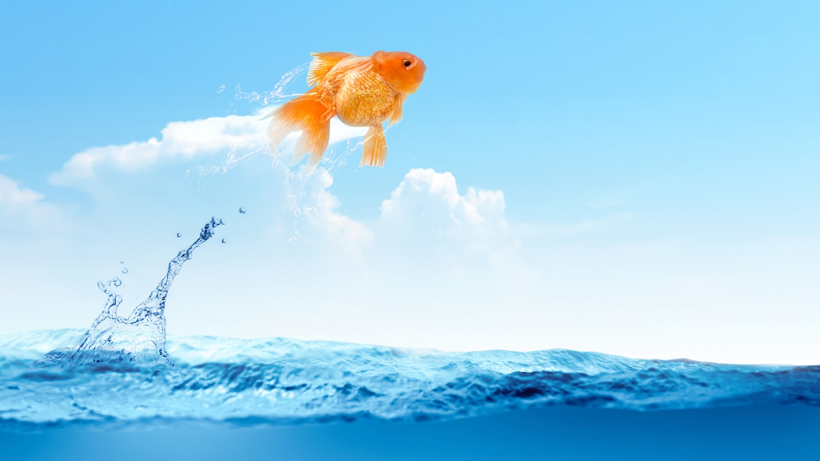 Why do Fish Jump Out of Water – sharksinfo.com