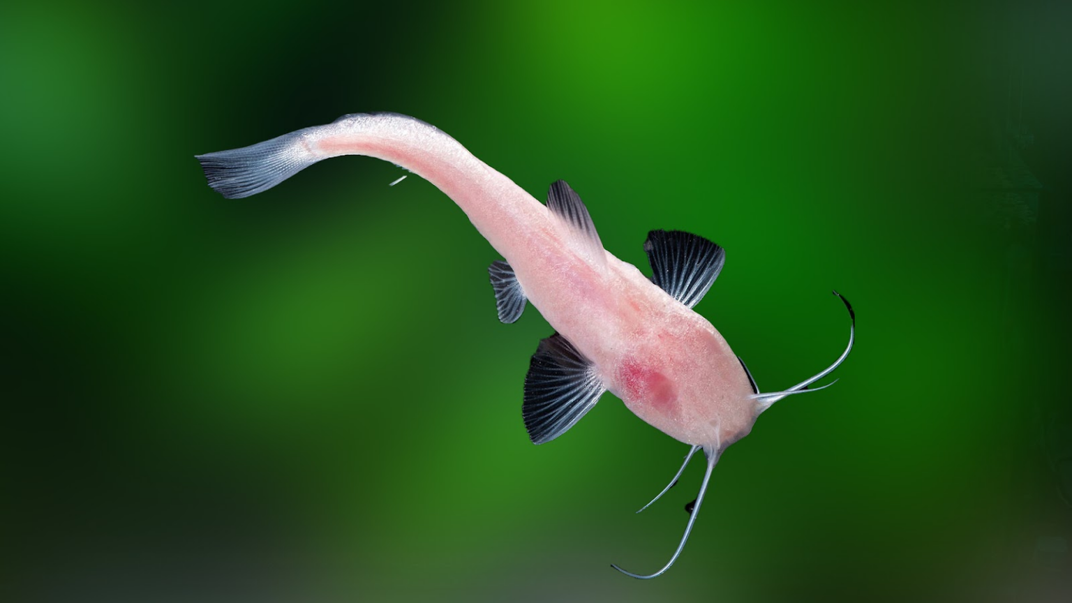 What do you Call a Fish With No Eyes? – sharksinfo.com