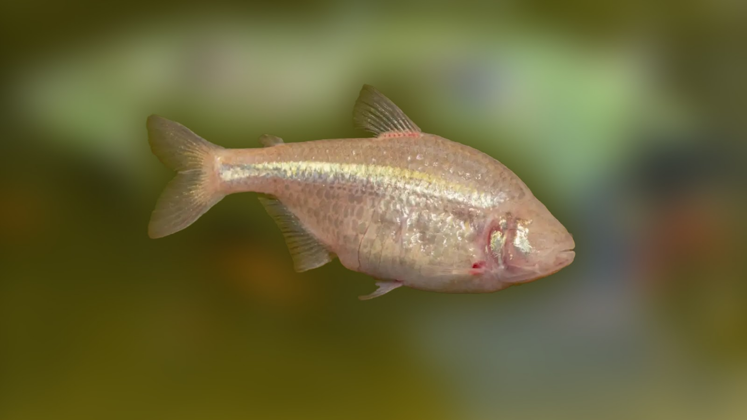 What do you Call a Fish With No Eyes? – sharksinfo.com