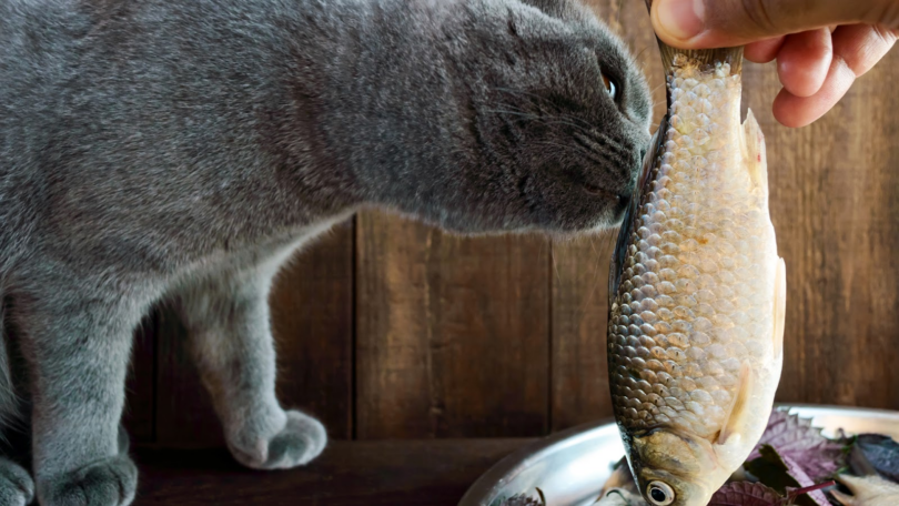 Why do Cats Like Fish - sharksinfo.com
