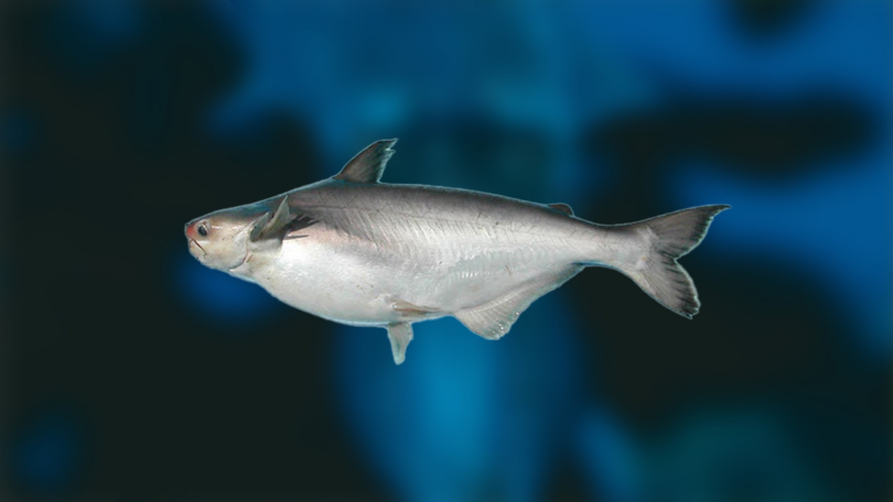 What is Basa Fish – sharksinfo.com