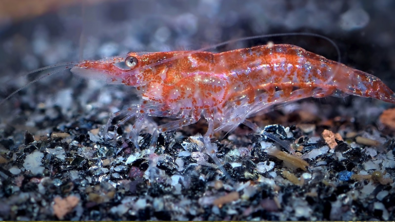 What do Cherry Shrimp Eat – sharksinfo.com