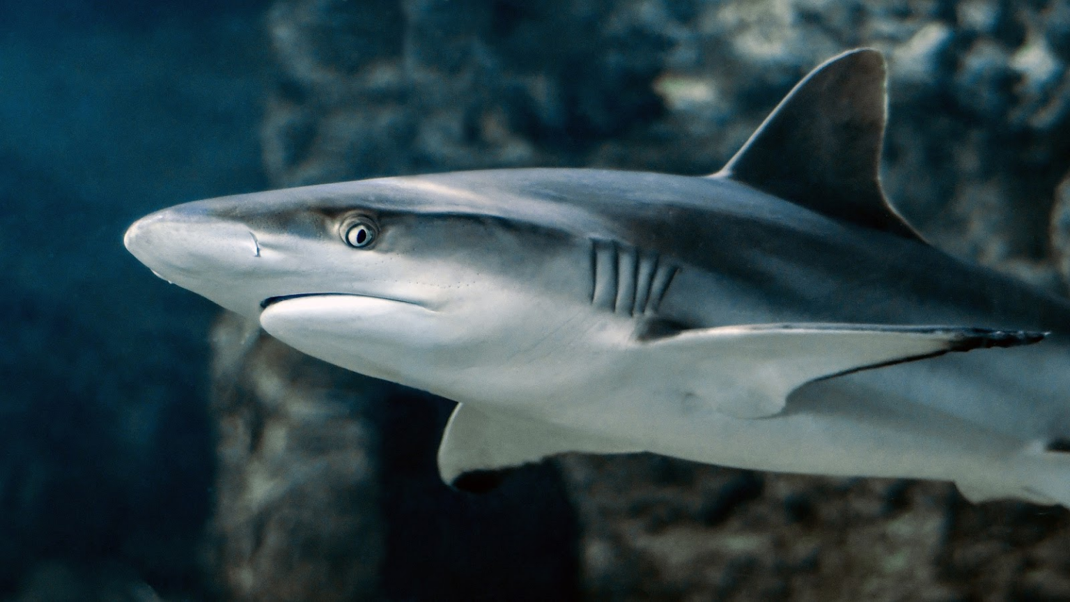 What Sound Does a Shark Make? – sharksinfo.com