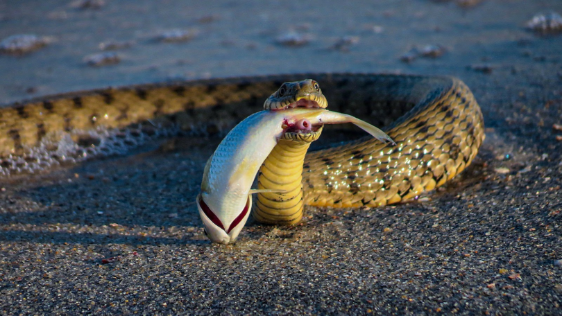 Which Animals Eat Fish? – sharksinfo.com