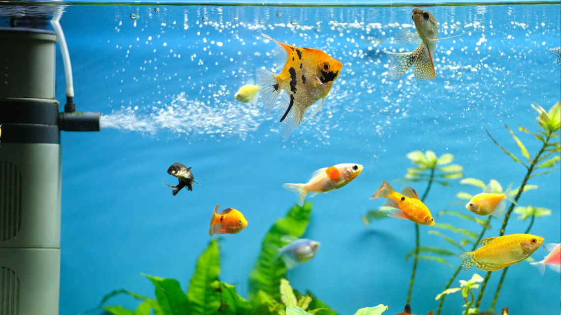 How to Add Oxygen to Fish Tank – sharksinfo.com