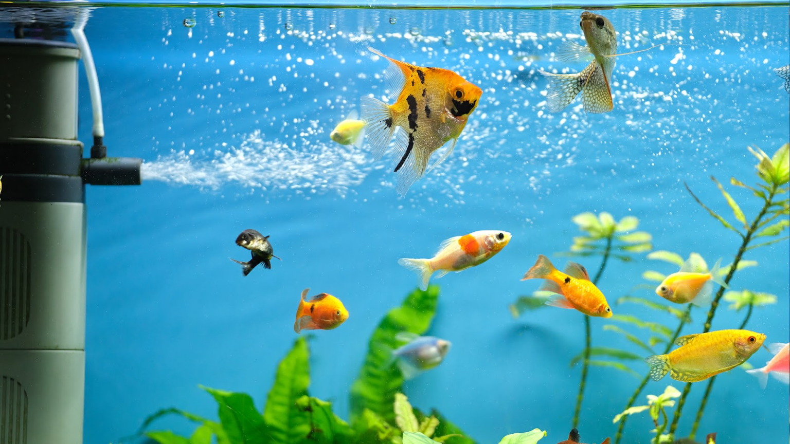 How to Add Oxygen to Fish Tank – sharksinfo.com