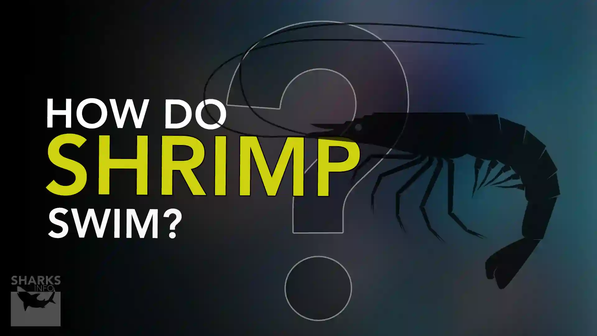 How Do Shrimp Swim? - sharksinfo.com