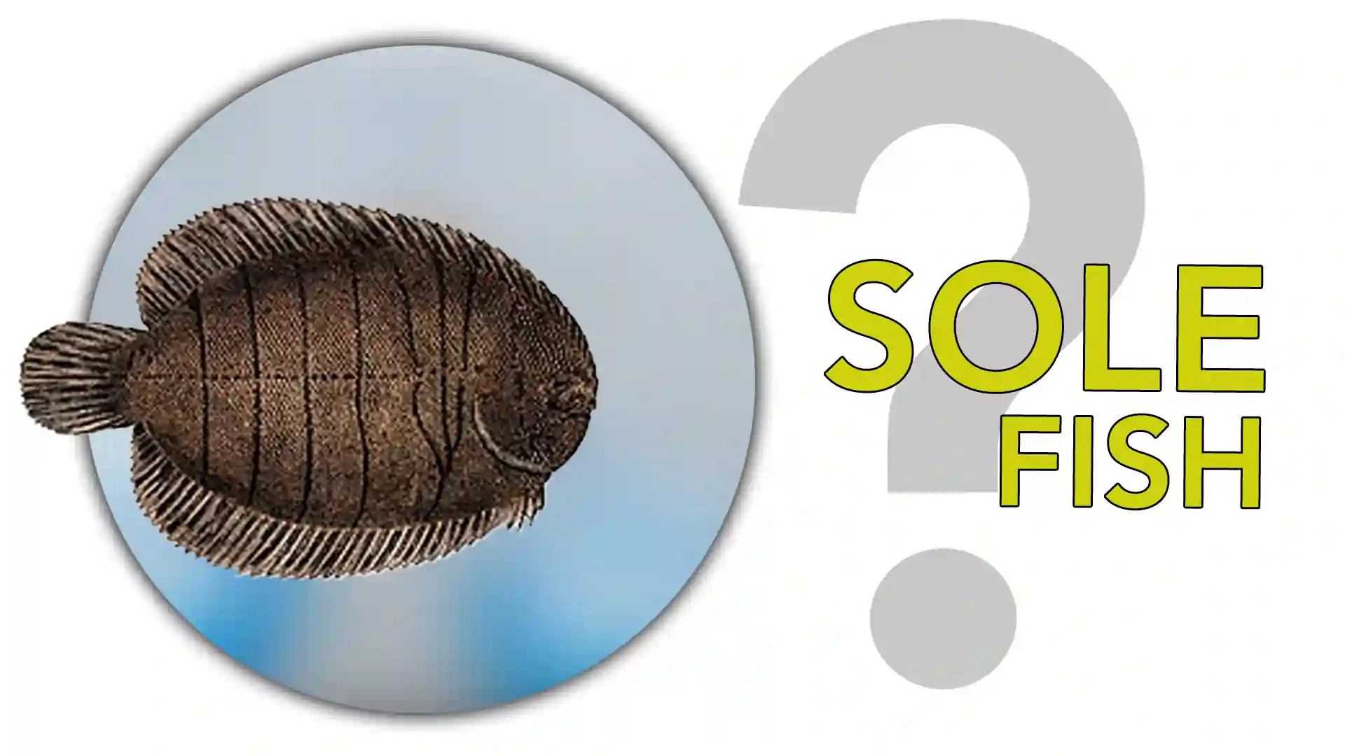 What Kind of Fish is Sole? - sharksinfo.com