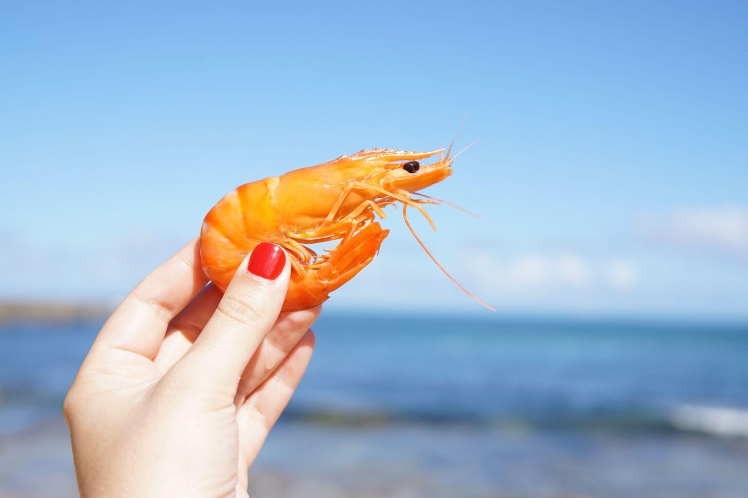 How Do Shrimp Swim? – sharksinfo.com