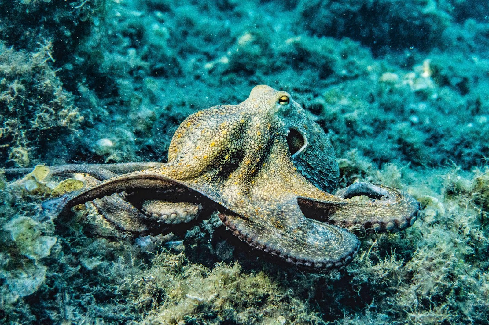 How Do Octopus Breathe? – sharksinfo.com
