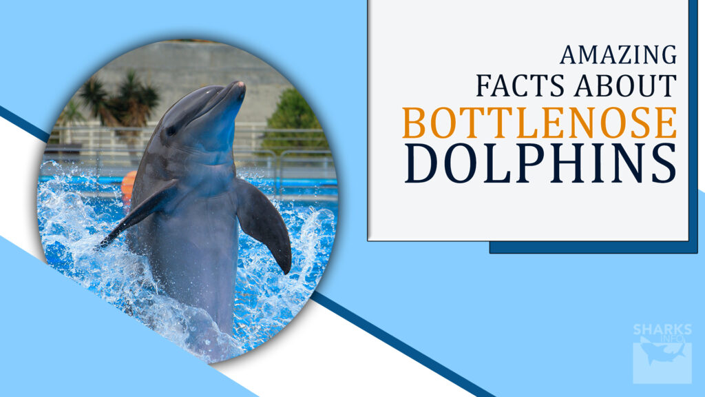Amazing Insights: Fun and Astonishing Facts About Bottlenose Dolphins ...