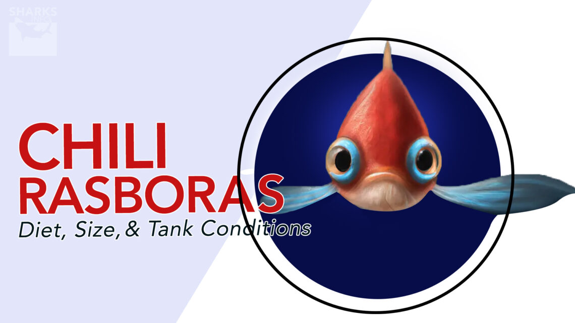 Caring For Chili Rasboras: A Guide on Diet, Size, And Ideal Tank ...
