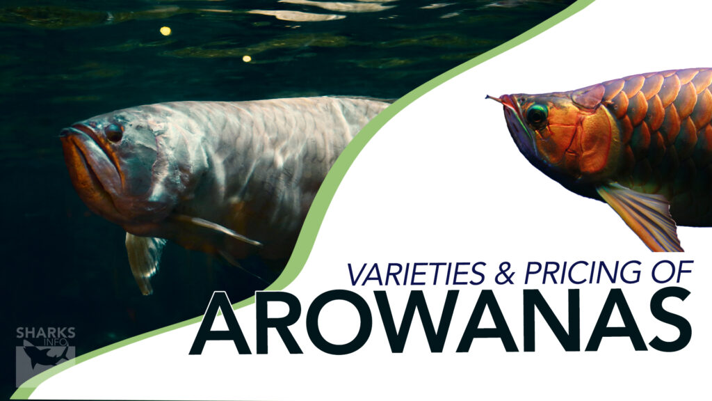 Varieties and Pricing of Arowanas – sharksinfo.com