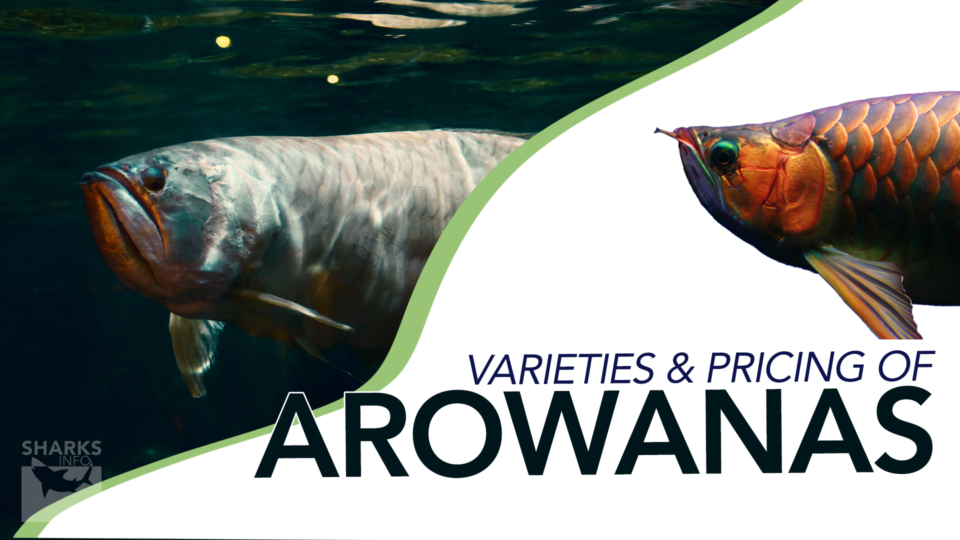 Varieties and Pricing of Arowanas – sharksinfo.com