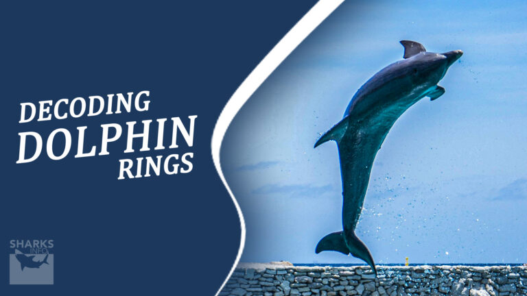 Decoding Dolphin Rings: Purpose and Meaning – sharksinfo.com
