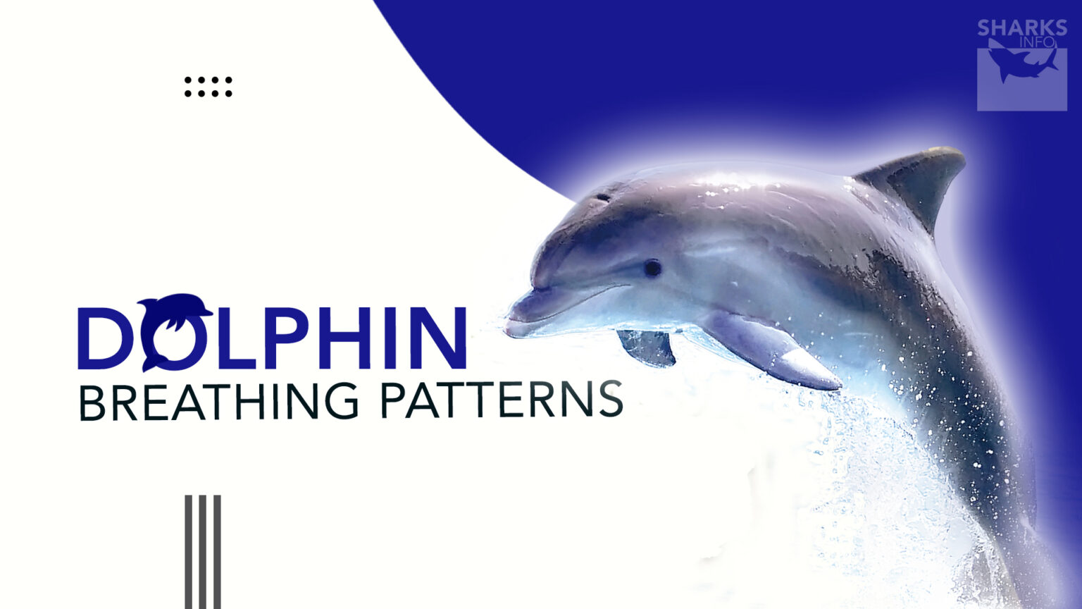 Dolphin Breathing Patterns: How Long Can They Hold Breath? – sharksinfo.com