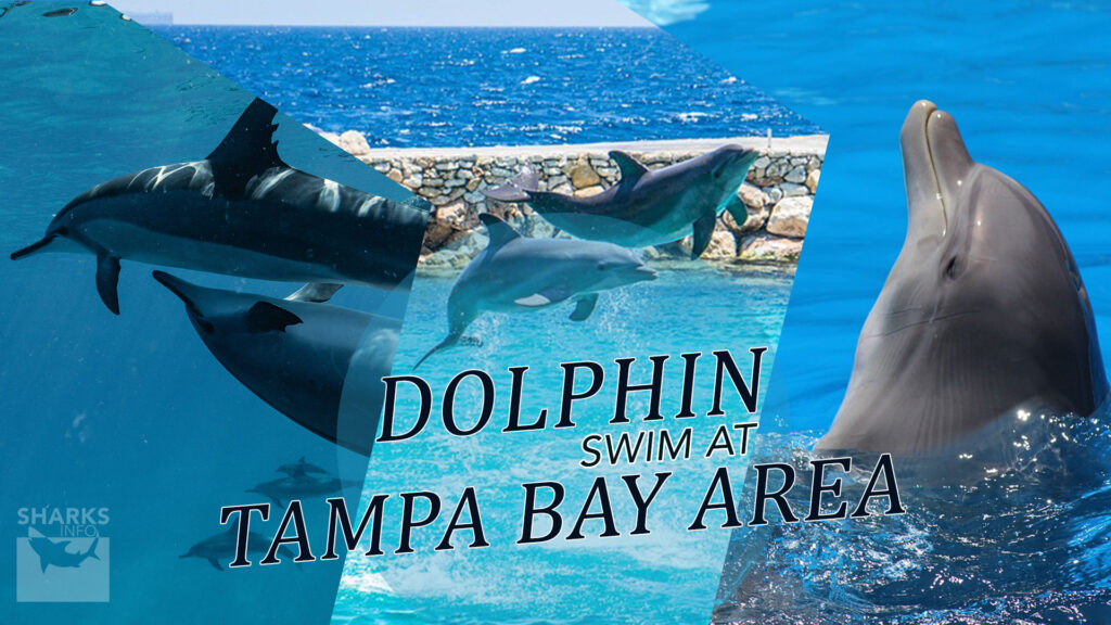 Dolphin Swim Experience in the Tampa Bay Area - sharksinfo.com