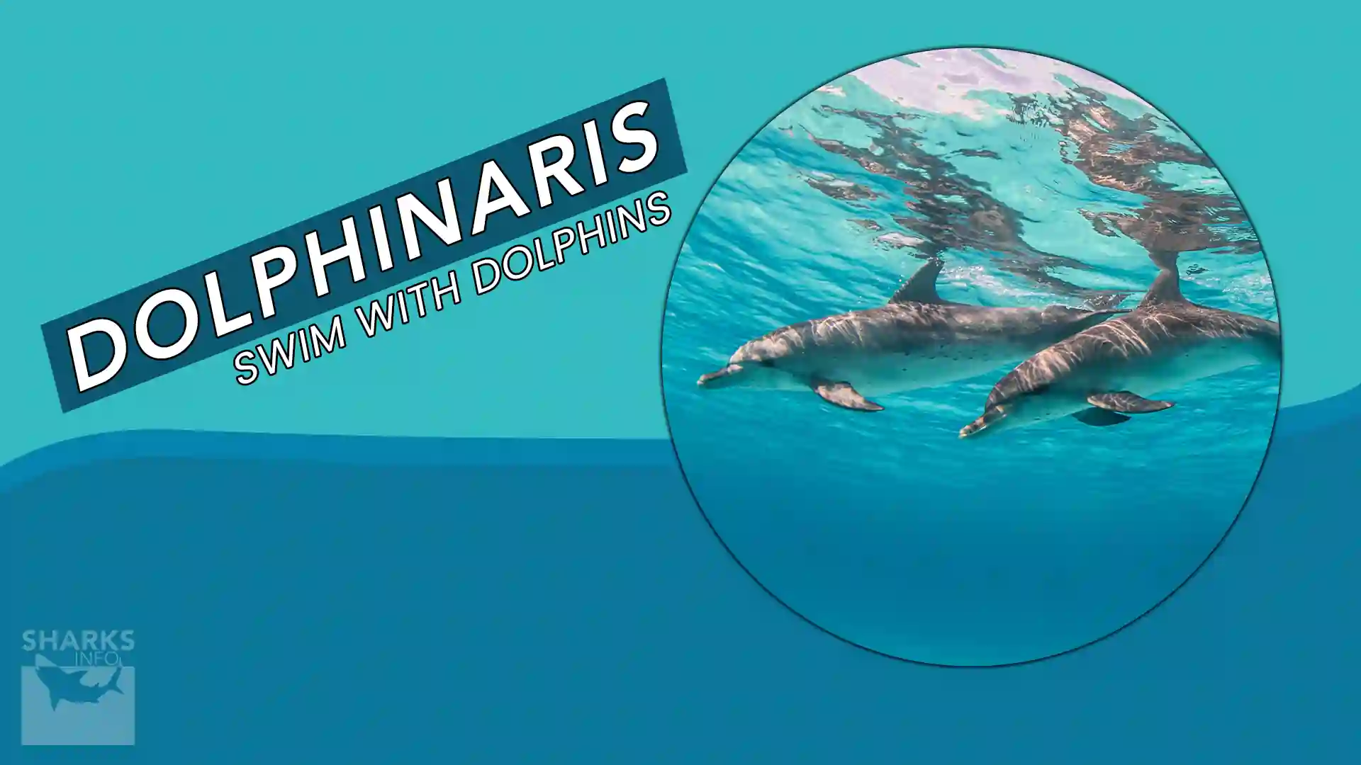 Dolphinaris: Swim with Dolphins in Cancun & Riviera Maya - sharksinfo.com