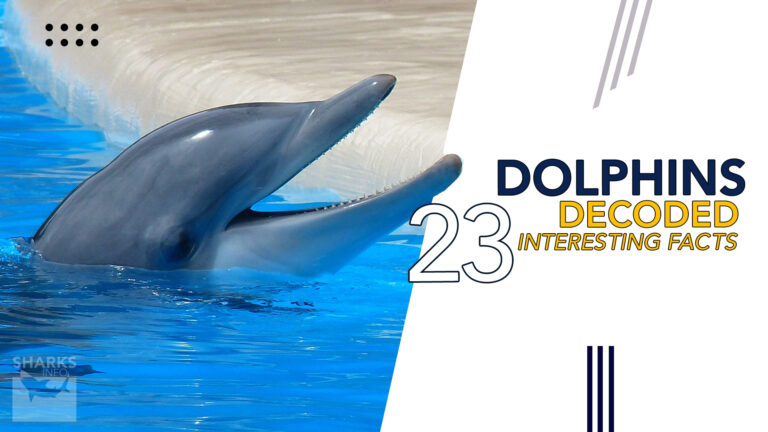 23 Strange and Interesting Dolphins Facts – sharksinfo.com