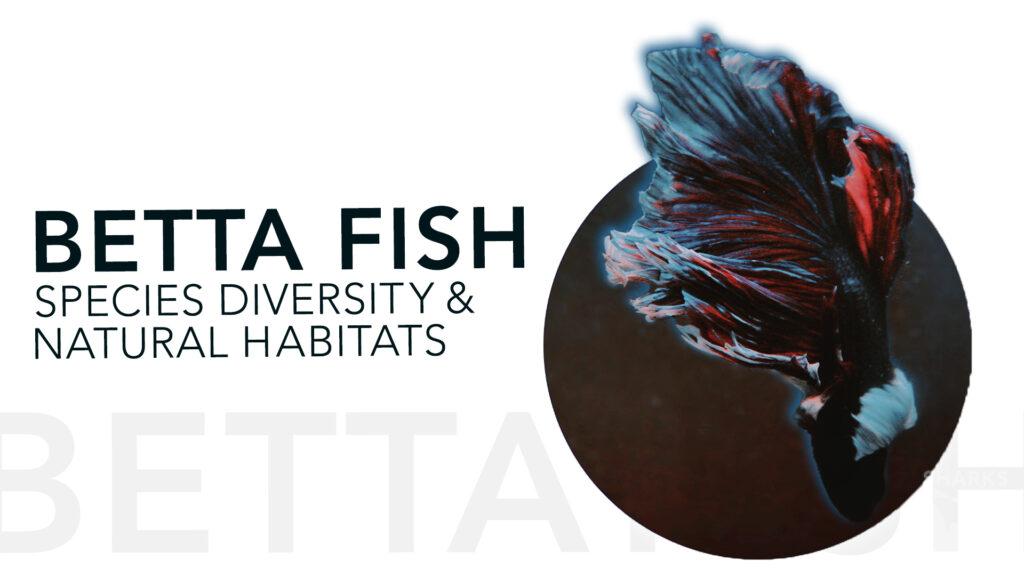 Exploring Wild Betta Fish: Species Diversity and Natural Habitats ...