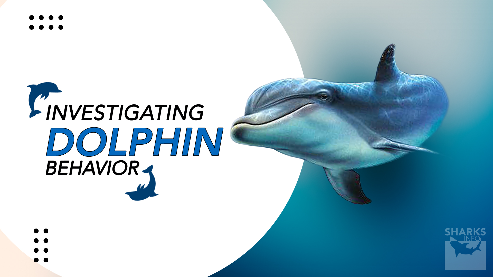 Dolphin Behavior: Reasons Behind Jumping – sharksinfo.com