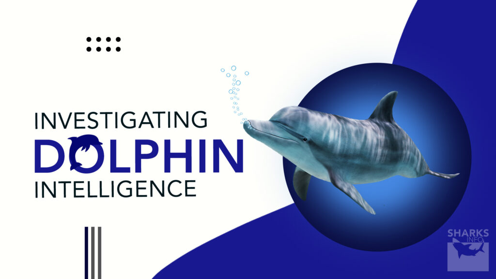 Investigating Dolphin Intelligence: How Smart Are They? – sharksinfo.com