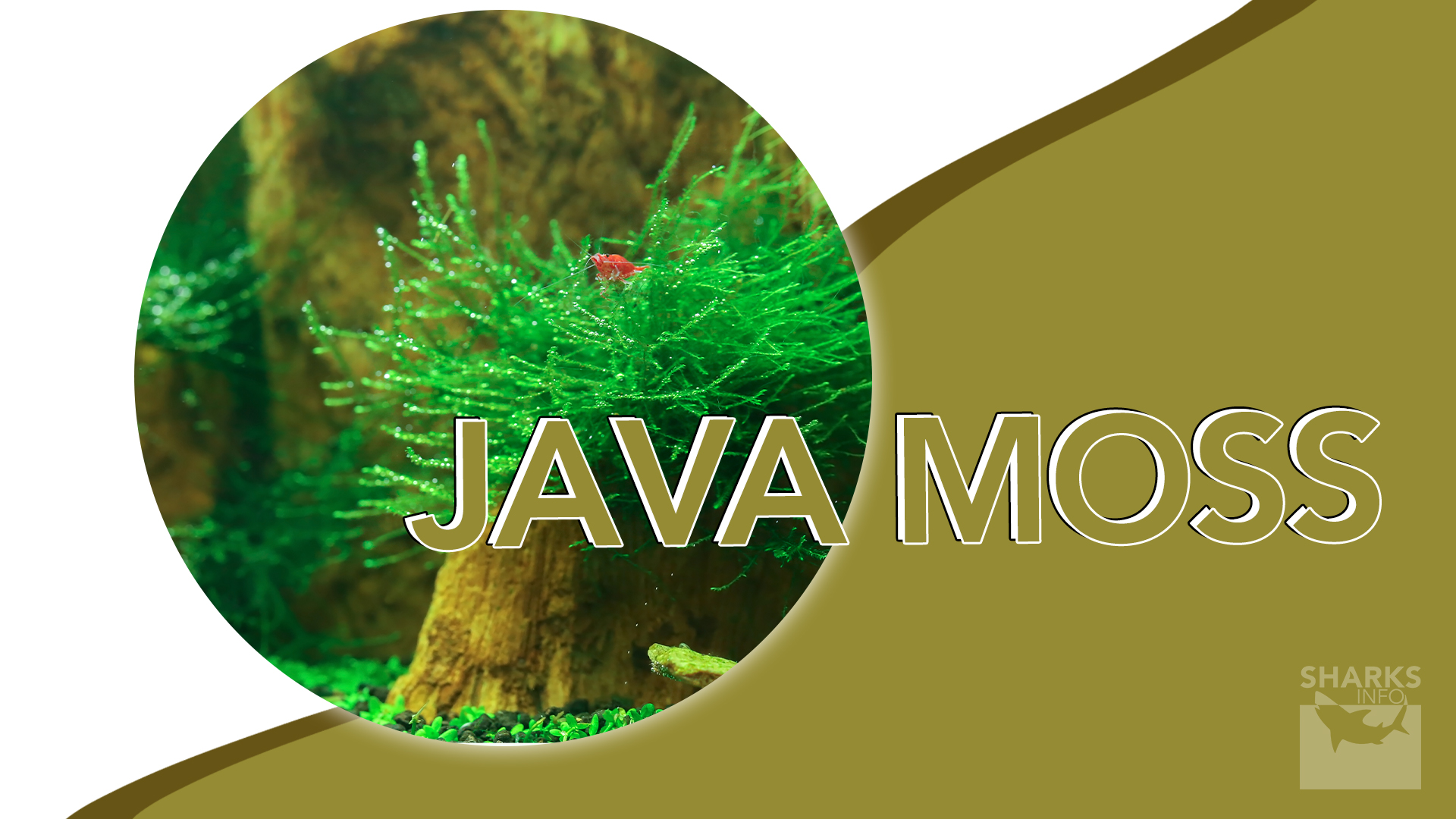 Java Moss Essentials: Cultivating A Luxuriant Aquarium Carpet ...