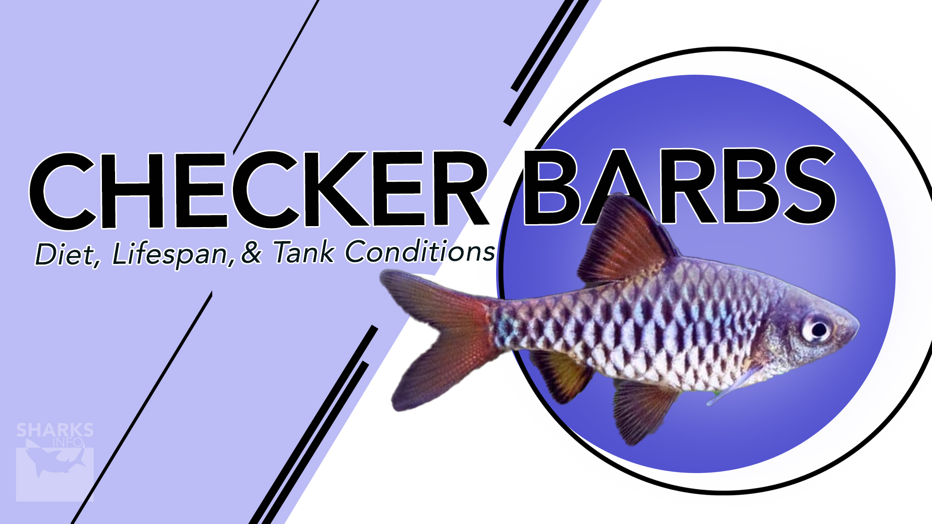 Keeping Checker Barbs: An Insight into Their Diet, Lifespan, And Tank ...